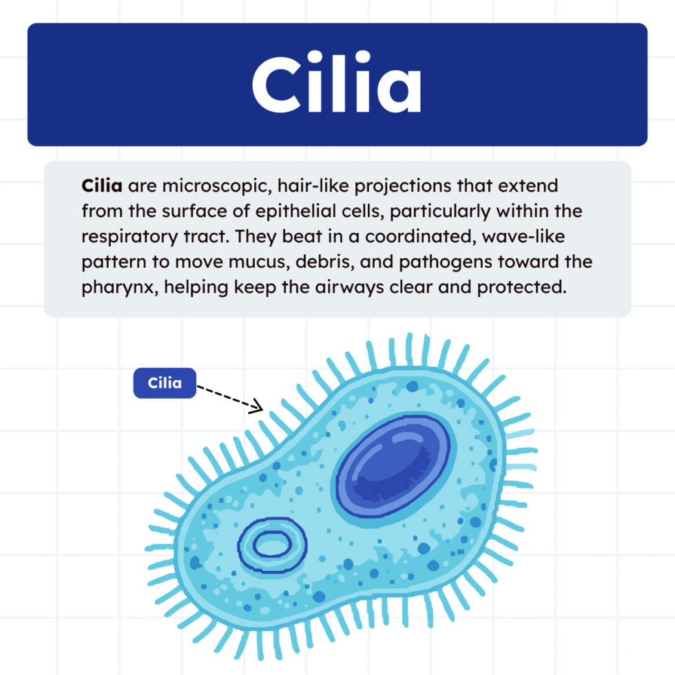 Cilia Function and Clinical Significance in Respiratory Care