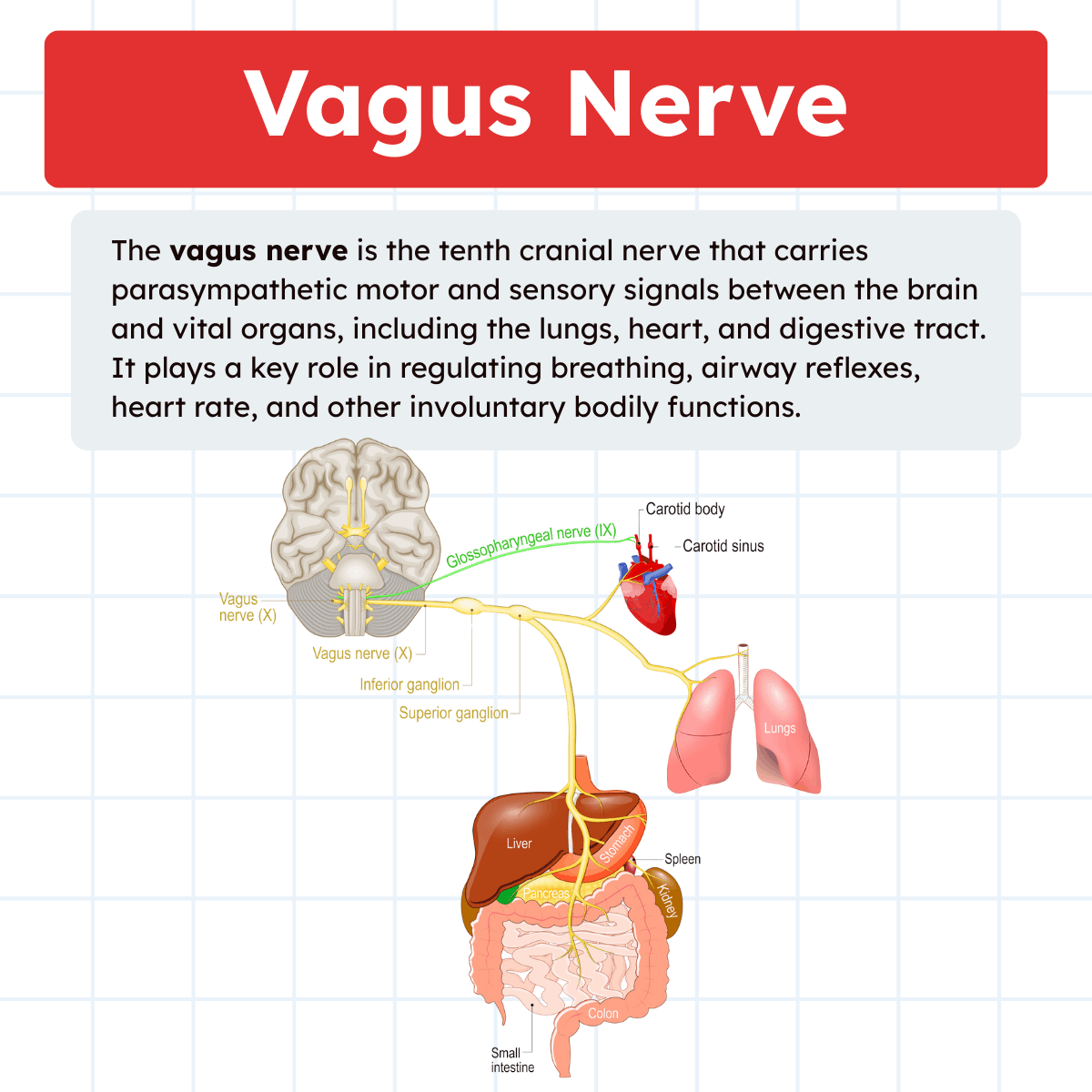 Vagus Nerve: Role in Respiratory Function and Clinical Care
