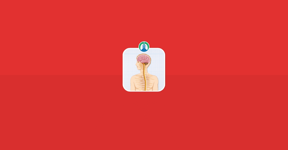 Vagus Nerve: Role in Respiratory Function and Clinical Care